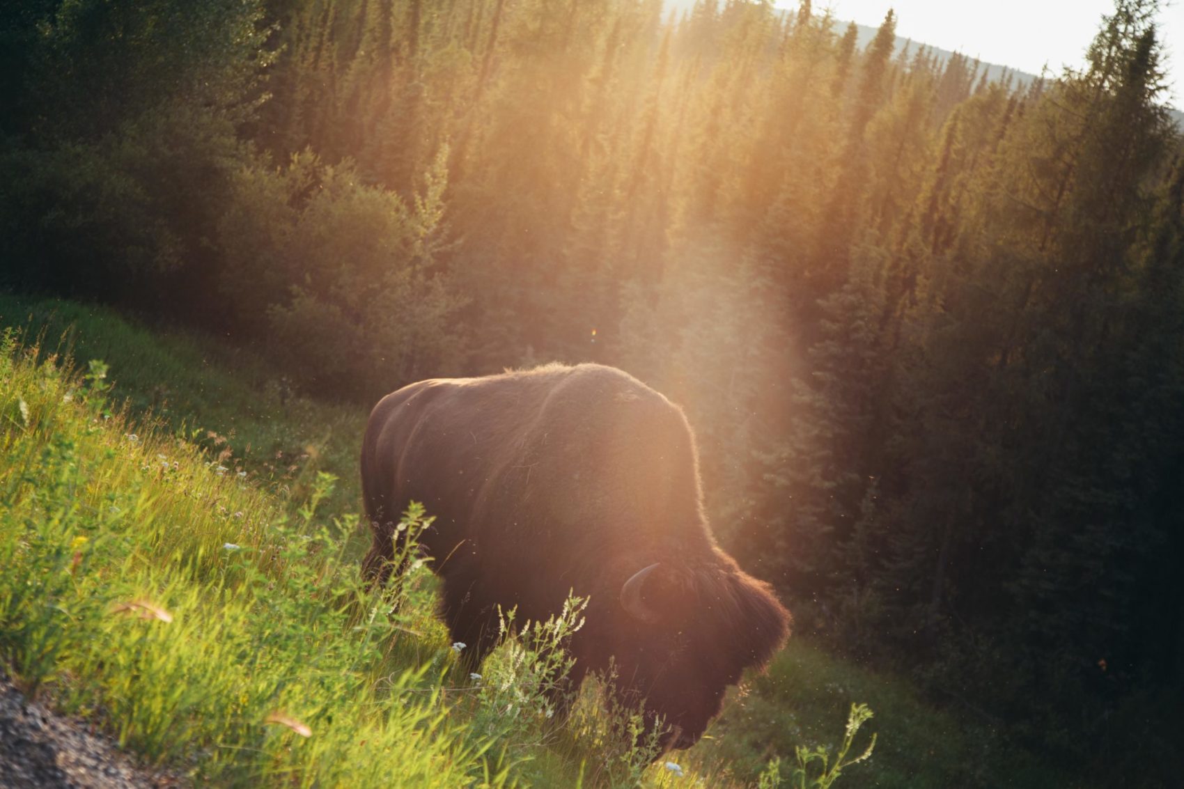 The last frontier : Du Canada à L'Alaska.